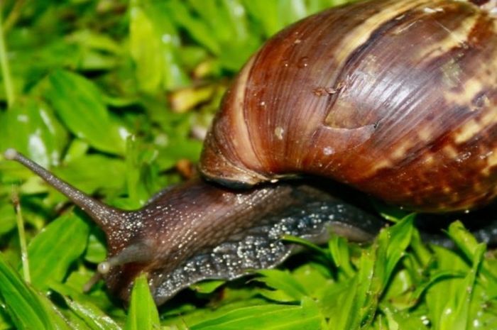 Ini Beda Serangan Siput dan Ulat pada Tanaman, Tips Mengatasinya - iDEA