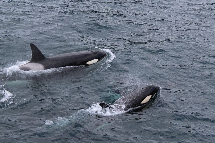 Mengapa Paus Orca Disebut Paus Pembunuh? Ketahui 3 Fakta Seru Paus Orca ... Mengapa Paus Orca Disebut Paus Pembunuh? Ketahui 3 Fakta Seru Paus Orca ...