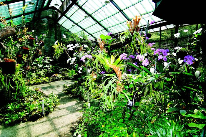 Tips Membeli Tanaman Anggrek bagi Pemula, Harga dan Tempat Belanja - iDEA