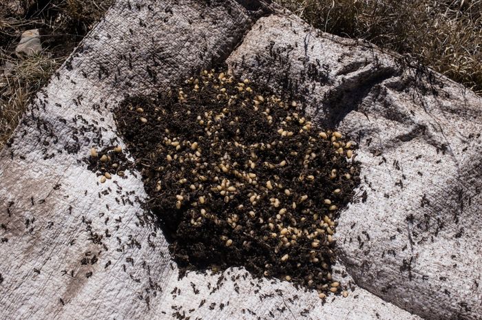 Kaviar Escamoles dari Semut Pohon Beludru Seharga Seratus Dollar ...