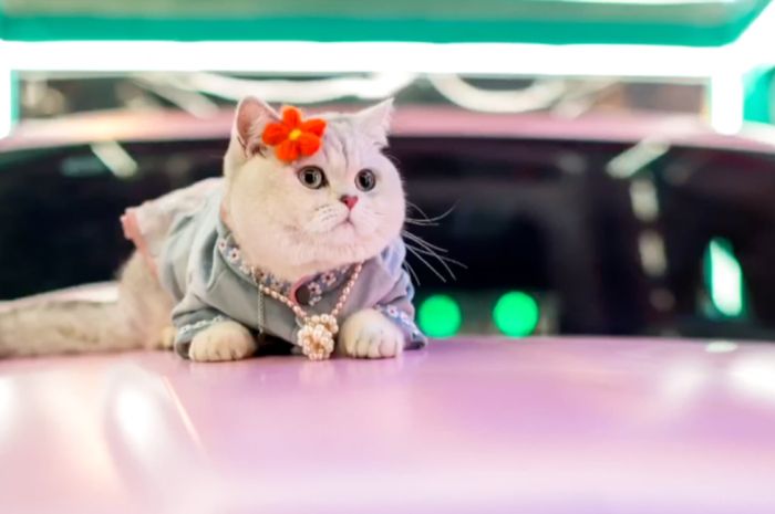 Tak Sengaja Jadi Model Profesional, Kucing Menggemaskan Ini Punya ...