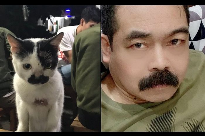 5 Kucing yang Mirip Seleb Indonesia, dari Mas Adam Suseno Hingga Reza ...