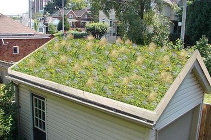 Manfaat Green Roof dalam Konsep Rumah Tropis dan Tips Penerapannya - iDEA