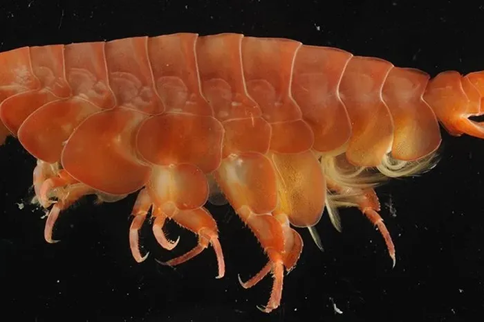 Spesies Krustasea 'Raksasa' Pemakan Bangkai Ditemukan di Laut Dalam ...