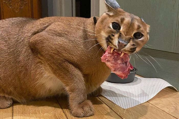 Foto Unik Kucing Caracal yang Dibanderol Rp 150 Juta, Ini Faktanya ...