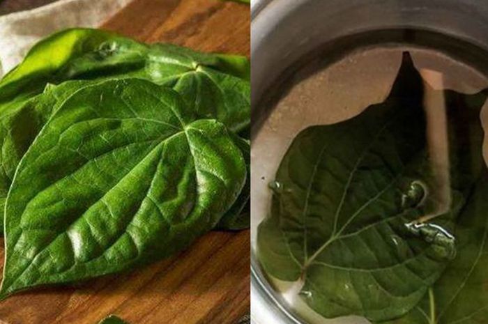 Mau Cantik Tapi Tak Modal, Mending Coba Kompres Muka Pakai Daun Sirih ...