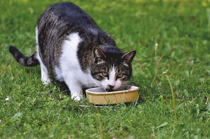 7 Tanda Kucing Lapar, dari Muntah sampai Mencari Perhatian Pemilik - Kids