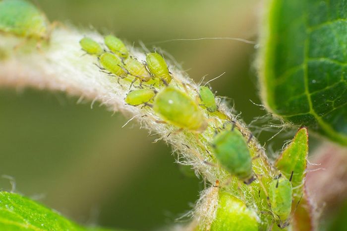 Cara Membasmi Kutu Daun dari Tanaman Hias, Mudah dan Tanaman Hias Bisa ...