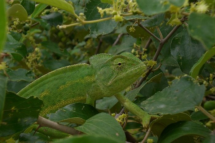 Contoh Soal dan Jawaban serta Pembahasan Kemampuan Adaptasi Hewan - Adjar