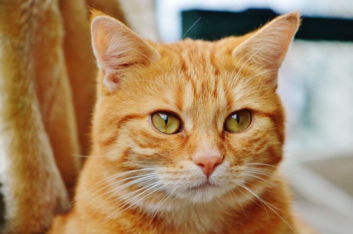 Wajib Diketahui Pemilik, Ini Tanda-tanda Atau Isyarat Kucing yang ...