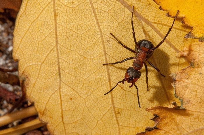 Fakta Mencenangkan dari Bulldog Ant, Spesies Semut Paling Berbahaya dan ...