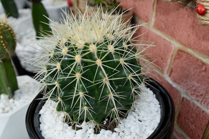 Punya Kaktus di Rumah? Coba 7 Tips Mudah Ini Agar Kaktus Awet dan ... Punya Kaktus di Rumah? Coba 7 Tips Mudah Ini Agar Kaktus Awet dan ...