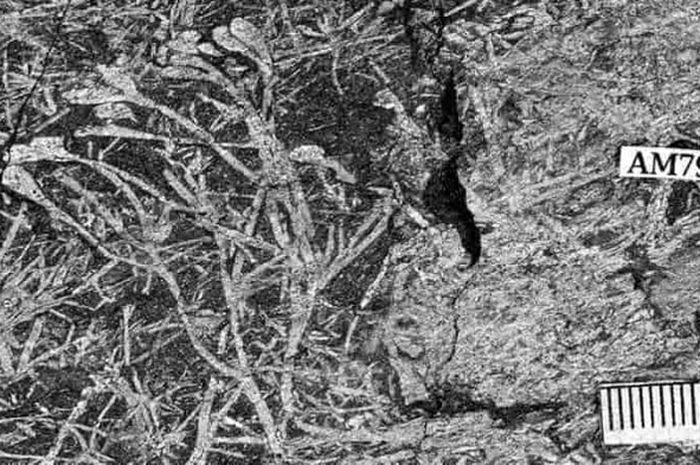 Fosil Tumbuhan Tertua di Afrika Ungkap Sejarah Kehidupan di Bumi ...