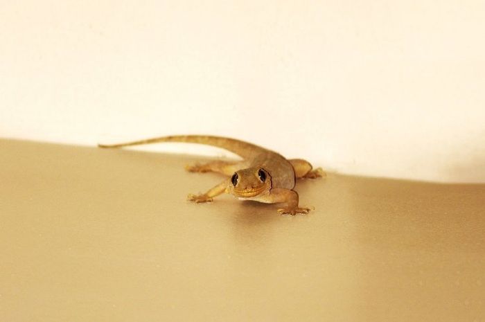 Mengapa Ekor Cicak yang Sudah Terlepas Masih Bergerak-gerak? | Adjar