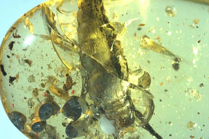 Ilmuwan Temukan Siput Berusia 99 Juta Tahun Terjebak di Resin Pohon ...
