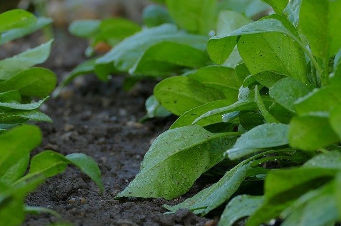 Tips Menanam Bayam dari Biji, Cocok untuk Pemula yang Baru Mulai ...