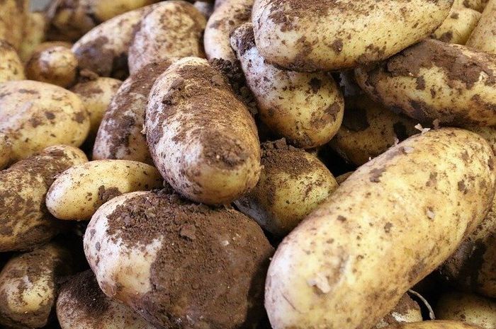 5 Tips Mudah Menanam Kentang di Pot, Mulai dari Pemilihan Bibit hingga ...