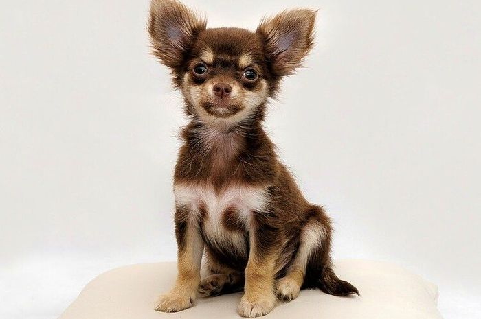 5 Ras Anjing Bertubuh Kecil, dari Maltese hingga Chihuahua - Bobo