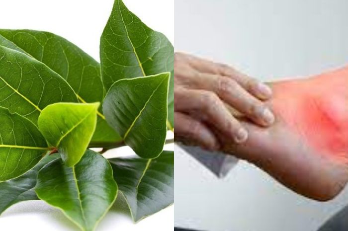 Jangan Sampai Salah! Segini Takaran Daun Salam yang Tepat Jadi Obat ... Jangan Sampai Salah! Segini Takaran Daun Salam yang Tepat Jadi Obat ...