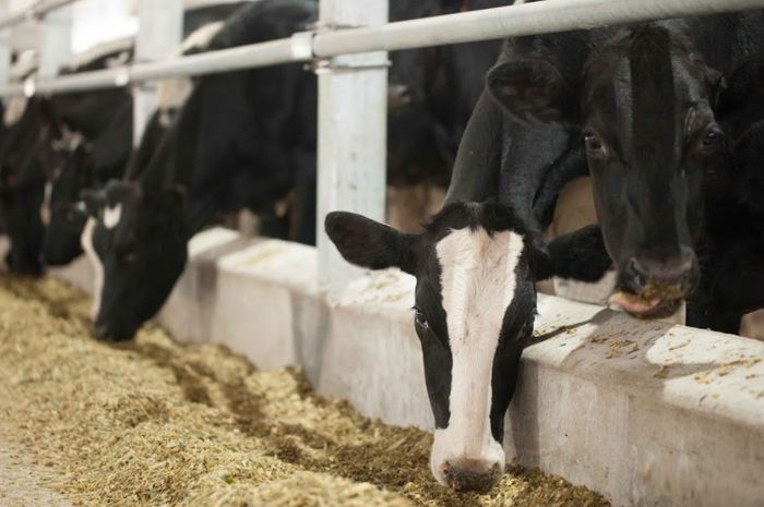 Sapi yang Senang, Hasilkan Susu Berkualitas dan Penuh Nutrisi - Sajian ...