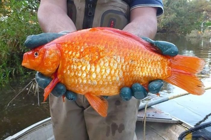 Picu Malapetaka, Ikan Mas Raksasa Bikin Pemkot Pusing, Foto ...