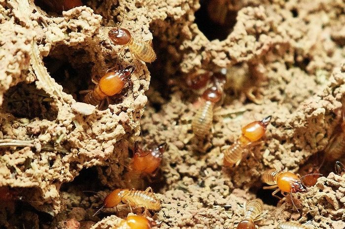 Bikin Rayap Kapok, Gunakan 4 Bahan Alami Ini untuk Mengusir Rayap - Bobo