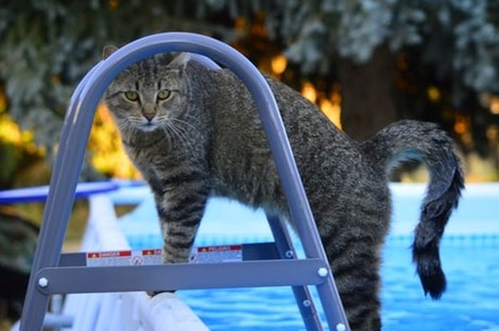 Mengapa Kucing Tak Suka Air? Ini 4 Alasannya, Salah Satunya Karena ...