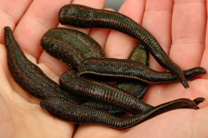 Contoh Hewan Invertebrata Beserta Ciri-ciri dan Klasifikasinya - Fotokita