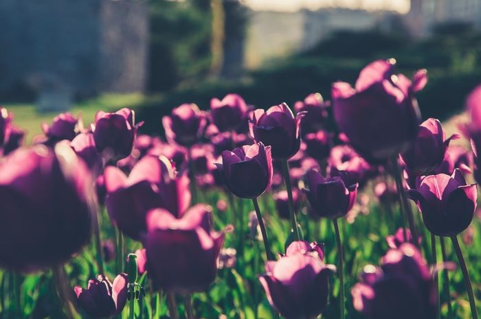 Tak Hanya yang Berwarna Terang, 5 Jenis Bunga Berwarna Hitam Ini Bisa ...