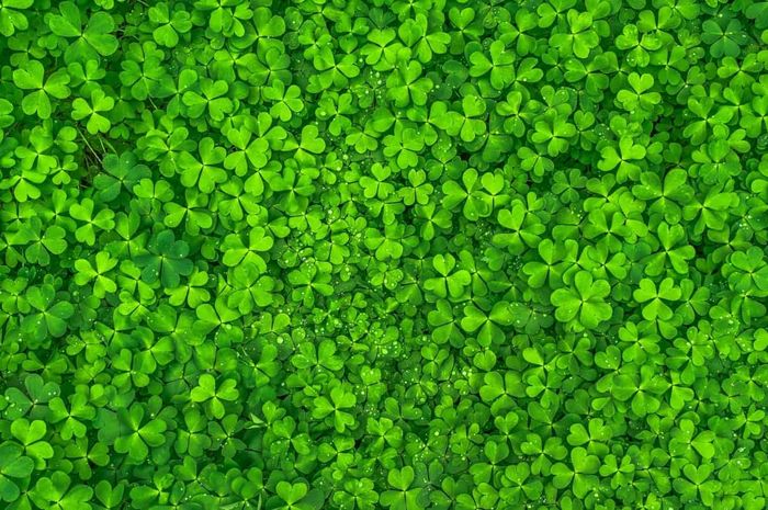 7 Manfaat Daun Semanggi, Tanaman Air Berdaun Empat Pereda Demam - Kids