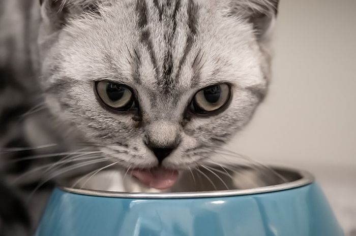 Mengapa Kucing Suka Menjulurkan Lidahnya? Ternyata Ini Alasannya yang ... Mengapa Kucing Suka Menjulurkan Lidahnya? Ternyata Ini Alasannya yang ...