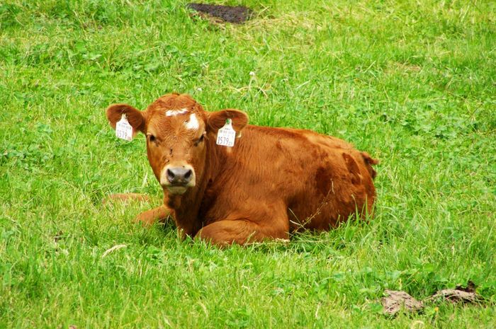Saluran Pencernaan Lembu, Ini Anatomi dan Fungsinya - Bobo