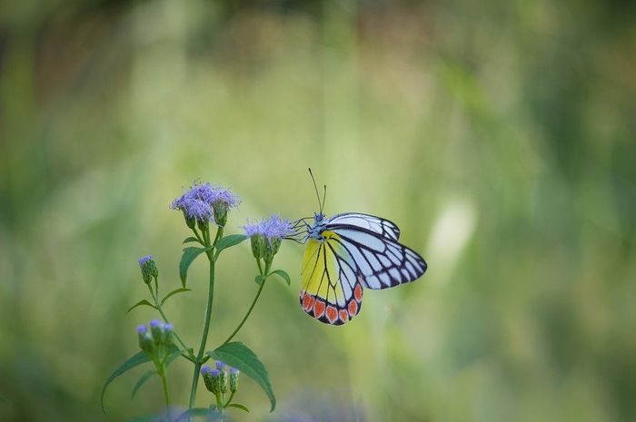 Tahapan Daur Hidup Kupu-Kupu: Bertelur, Ulat, Kupu-Kupu, Materi 3 SD ...
