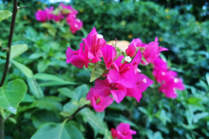 Cocok untuk Penyuka Warna Pink, Ini 7 Jenis Bunga Pink yang Bisa ...