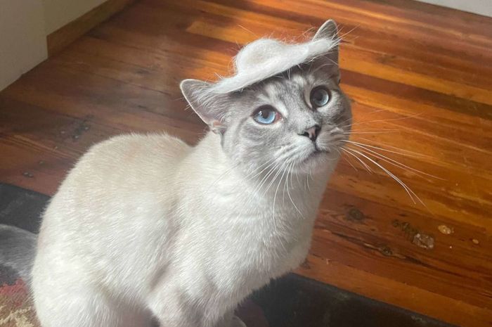 Bikin Gemas, Pemilik Ini Membuatkan Topi Koboi dari Bulu Kucingnya yang ...