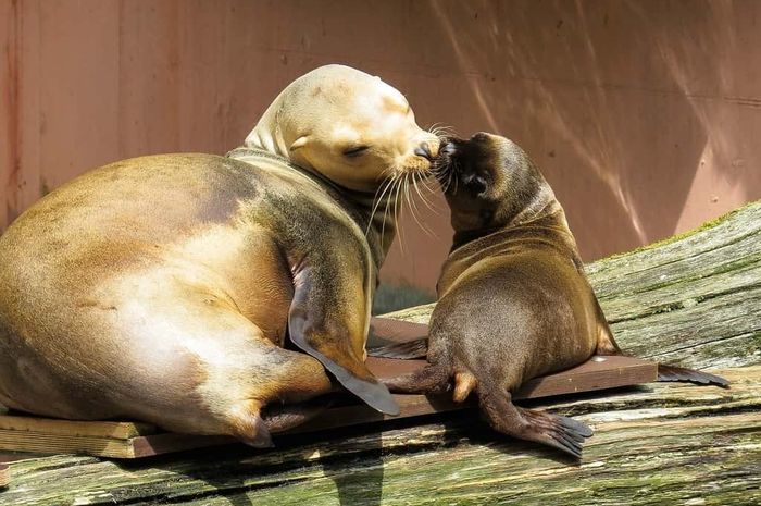 10 Fakta Gajah Laut, Mamalia Laut Berbelalai yang Pandai Menyelam - Kids