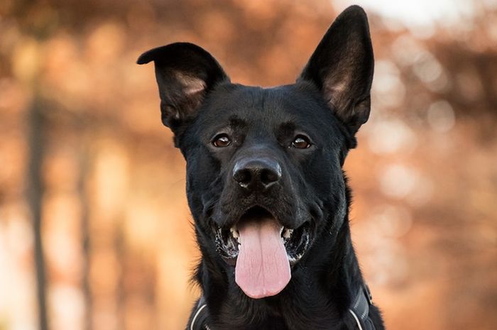 Perlu Pelatihan Khusus, Ini 5 Jenis Ras Anjing yang Terkuat, Ingin ...