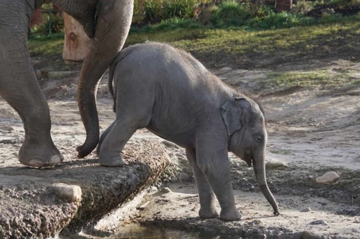 Pengertian, Ciri, dan Contoh Flora Fauna Asiatis yang Ada di Indonesia ... Pengertian, Ciri, dan Contoh Flora Fauna Asiatis yang Ada di Indonesia ...