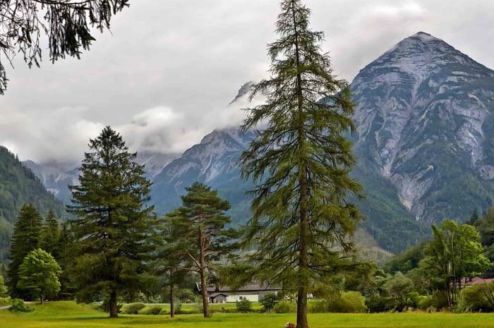 Beri Udara Segar di Rumah, Ini 6 Jenis Pohon Rindang yang Mudah Dirawat ...