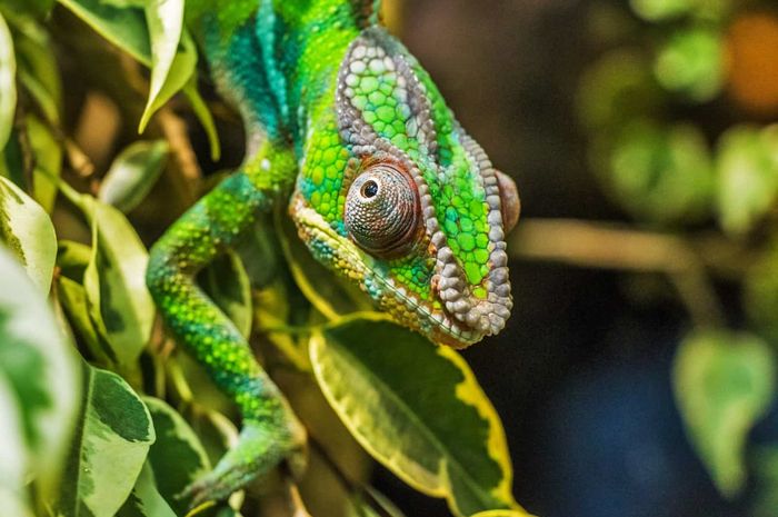 Adaptasi Hewan dengan Cara Mimikri, Ini Pengertian, Fungsi dan ...