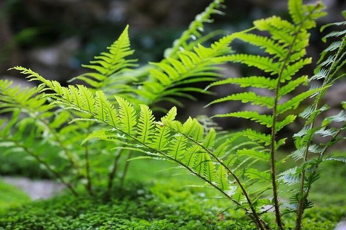 4 Tanaman Pakis yang Cocok Diletakkan di Dalam Ruangan, Ada Pakis ...
