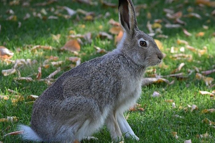 Penjelasan Lengkap Pengertian, Ciri-Ciri, dan Contoh Hewan Herbivora - Bobo