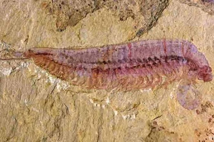 Makhluk Bermata Lima Mengungkap Asal-usul Keluarga Artropoda - National ...