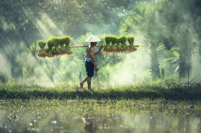 Mengenal Pekerjaan Petani yang Bermanfaat, Materi Kelas 3 SD Tema 2 - Bobo