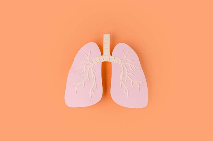 Bagian Paru-Paru Beserta Fungsinya, Ada Pleura hingga Alveoli - Bobo