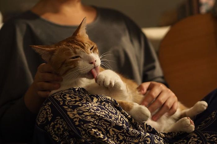 Alasan Kucing Suka Mengikuti Pemiliknya, Enggak Cuma Jadi Tanda Sayang ...