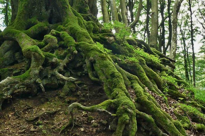 Mengenal Bagian-Bagian, Jenis, dan Fungsi Akar pada Tumbuhan - Bobo