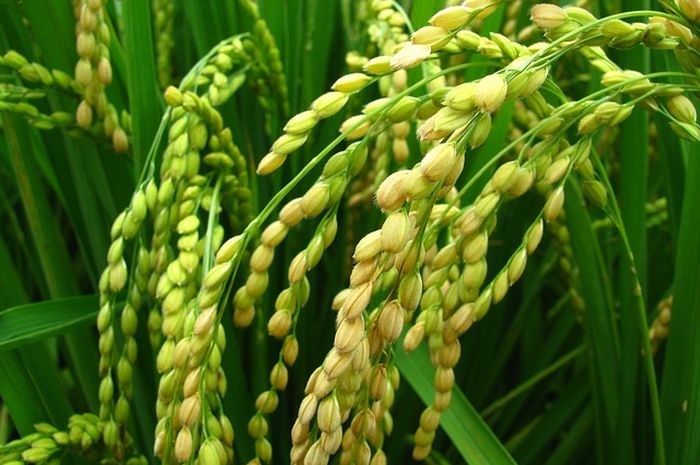 3 Jenis Varietas Padi di Indonesia - Adjar