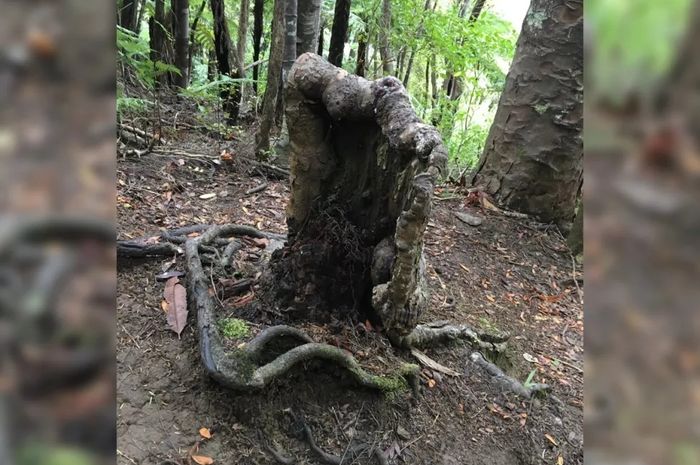 Berkat Superorganisme, Pohon 'Vampir' di Selandia Baru Tetap Hidup ...