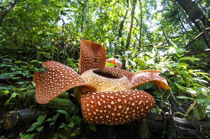 9 Bunga dengan Bentuk Unik di Dunia, Salah Satunya Rafflesia Arnoldii ...